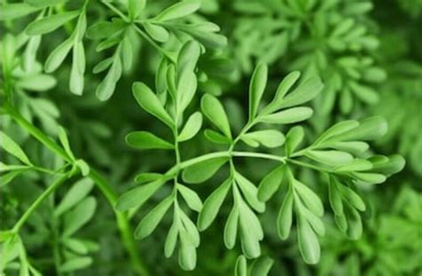 11 beneficios de la ruda Descubre para qué sirve