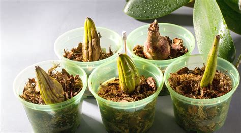 3 métodos simples para propagar orquídeas fácilmente
