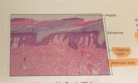 Layers Of The Dermis Diagram Quizlet