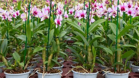 Como tirar muda de orquídea aprenda 3 técnicas
