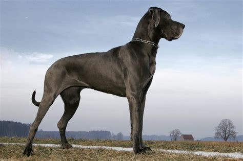 Cani più grandi del mondo 10 razze giganti da record