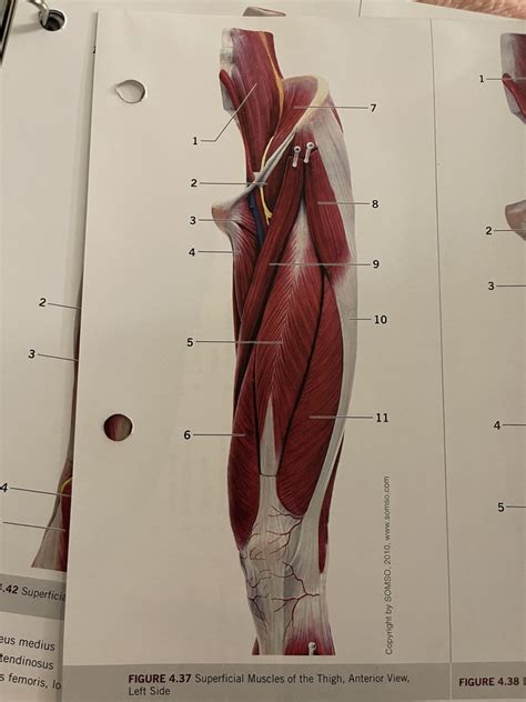 Superficial Muscles Of The Thigh Posterior View Left Side Diagram