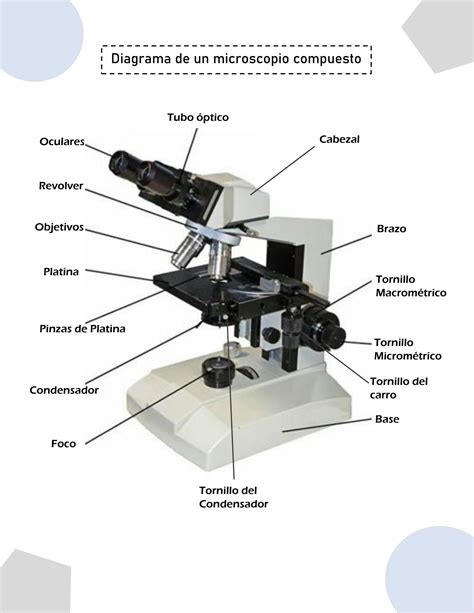 Solution Funciones De Las Partes Del Microscopio Studypool The Best