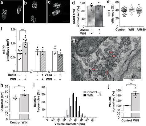 WIN Acts Presynaptically To Increase Synaptic Vesicle Size A C Motor