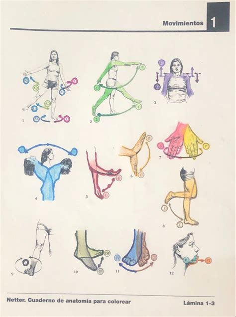 Netter Libro De Anatom A Para Colorear Libros De Anatomia