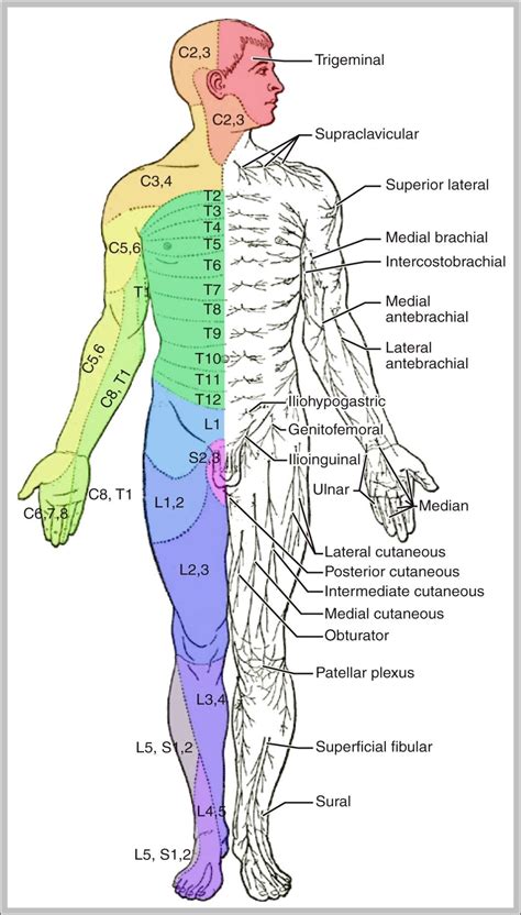 Body Printable Blank Muscle Diagram Muscle Blank Drawing Human Muscle