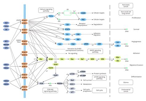 ErbB信号通路signaling pathway 武汉华美生物