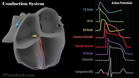 cardiac electrophysiology anatomy