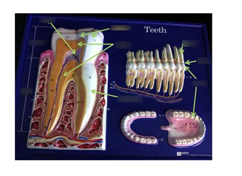 Teeth Diagram Quizlet
