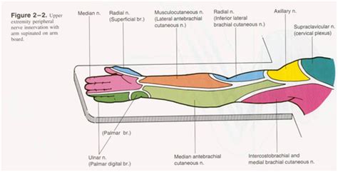 Upper Limb Innervation Flashcards Quizlet