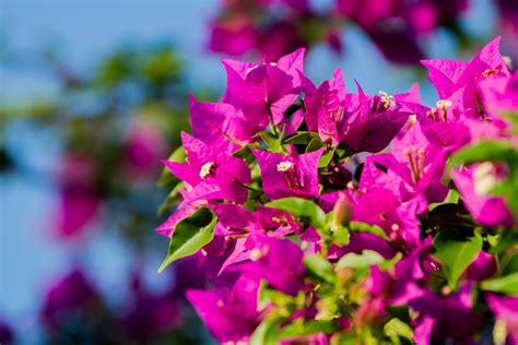Découvrez cette méthode infaillible pour multiplier vos bougainvilliers