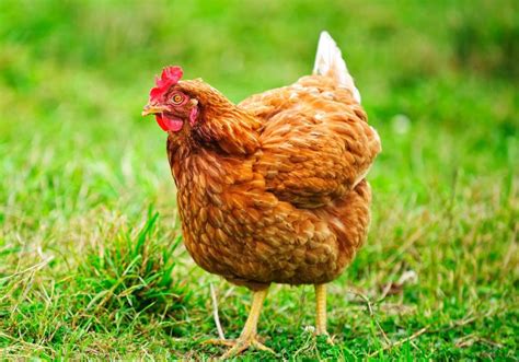 Che cos è il pollo ruspante