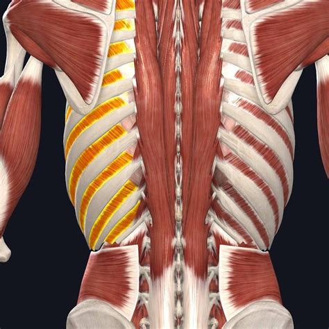 Rib Cage Muscles The Rib Cage Has Many Attachment Points To Other