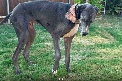 Zeus le plus grand chien au monde est mort à seulement trois ans