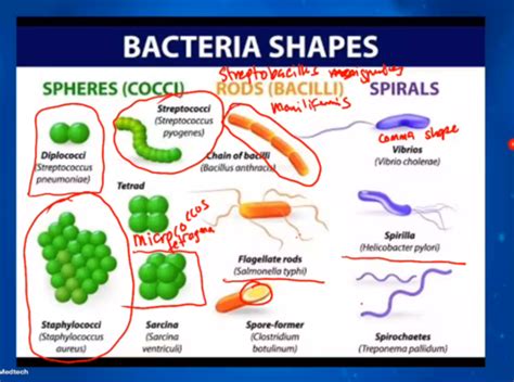 Bacte Lesson Bacteria Morphology Flashcards Quizlet