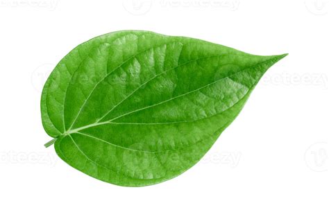 Grün Betel Blatt isoliert auf transparent Hintergrund png 22804876 PNG