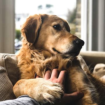 Cómo limpiar una casa con mascotas Foto 1
