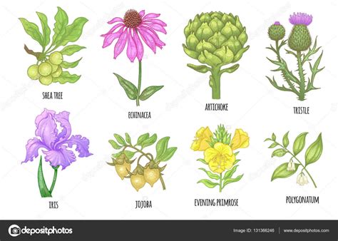Conjunto De Plantas Medicinales Vector De Stock Por Sasha Kasha