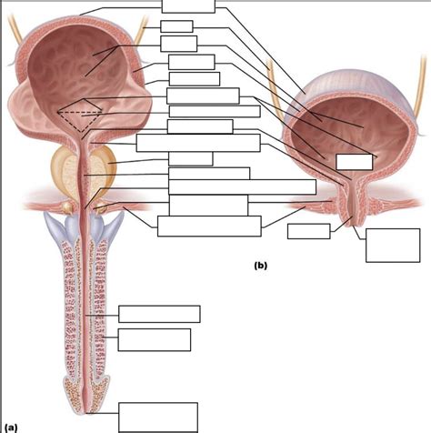 The Urinary Bladder Diagram Quizlet
