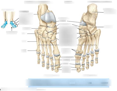 Bones Of The Feet Diagram Quizlet