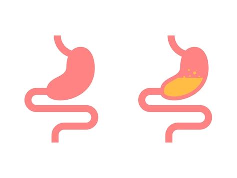 L Estomac Les Organes Internes Humains Le Tractus Gastro Intestinal Les