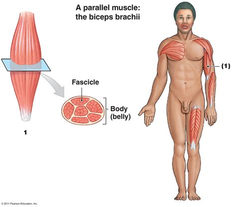 Kinesiology Chapter 5 Muscular System Diagram Quizlet