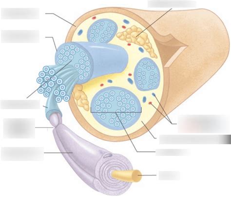 Nerve Structure Diagram Quizlet