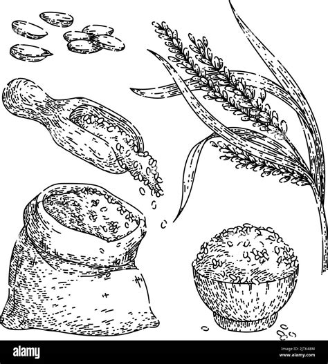 Rice Grain Set Sketch Hand Drawn Vector Stock Vector Image Art Alamy