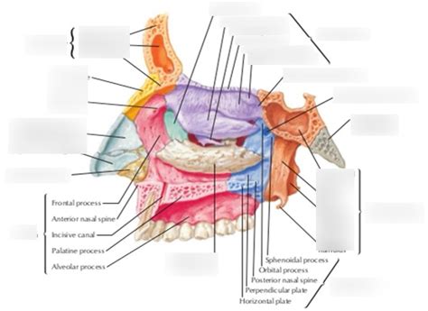 Bones Of The Nasal Cavity Lateral View Diagram Quizlet