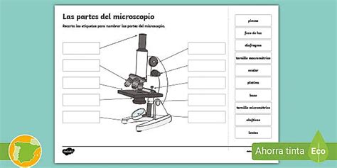 Especial exceso cápsula partes del microscopio y sus funciones pdf