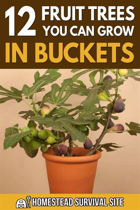 15 Fruit Trees You Can Grow In Buckets Artofit