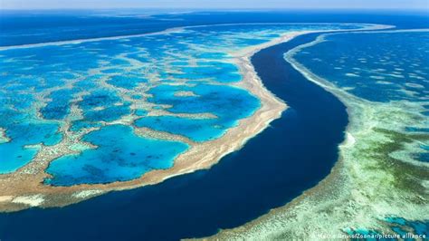 Reportan La Recuperaci N De La Gran Barrera De Coral En Australia