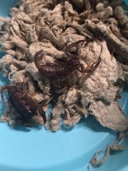 CB ASIAN FOREST SCORPION Babies Heterometrus Spinifer