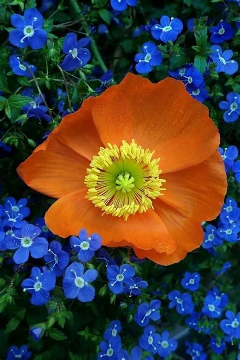 An Orange Flower Surrounded By Blue Flowers