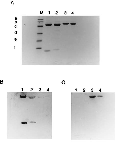 SDS PAGE Analysis A And Western Immunoblot Analysis Of Highly