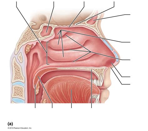 Nasal Cavity Diagram Quizlet