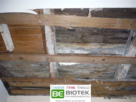 Is DIY Mold Removal A Good Idea Biotek Environmental Inc