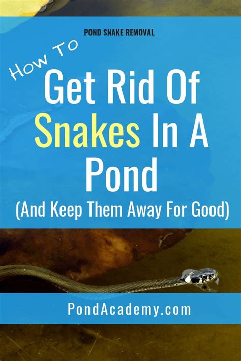 How To Get Rid Of Mosquito Larvae In Pond Water Best Methods Artofit