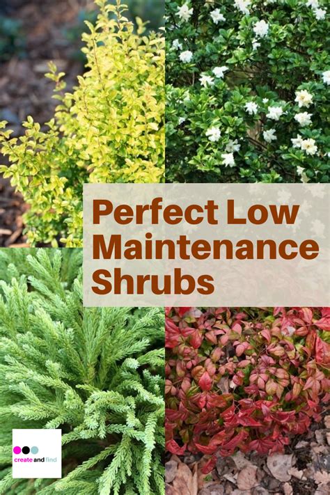 Low Maintenance Shrubs Perfect For The Front Of The House Low
