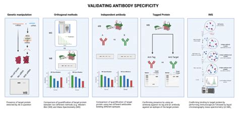 Antibody Validation And Its Use Cases Rapid Novor