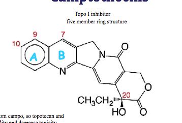 Topoisomerase Inhibitors Test 1 Flashcards Quizlet