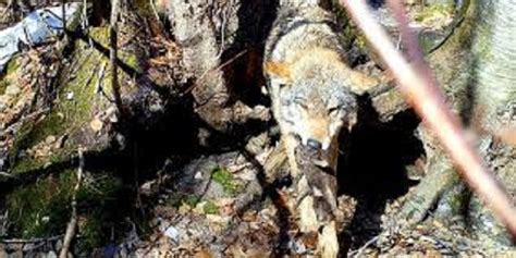 Cette maman loup a sauvé ses petits de la mort certaine et a fait