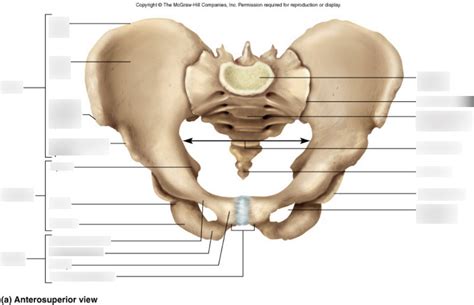 Pelvic Girdle Anterior View Diagram Quizlet