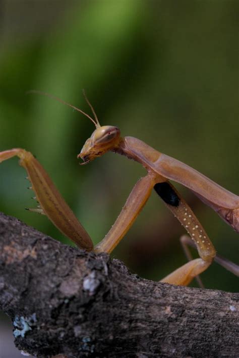 Cómo alimentar una mantis religiosa 8 pasos