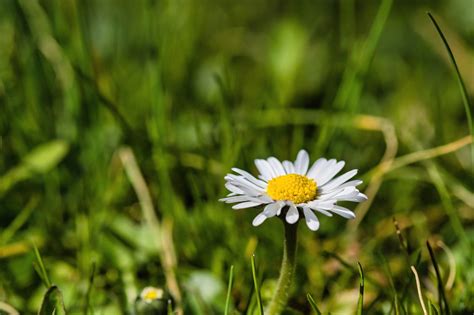 Madeliefje Marguerite Daisy Wilde Gratis Foto Op Pixabay Pixabay
