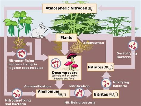 Nitrogen Cycle Definition Steps And Importance Biology Dictionary