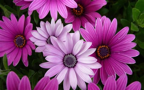 Floral Desktop Wallpaper