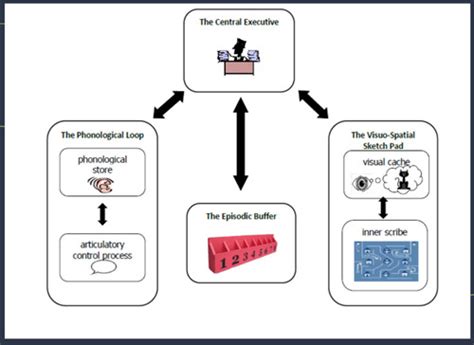 Working Memory Model Flashcards Quizlet