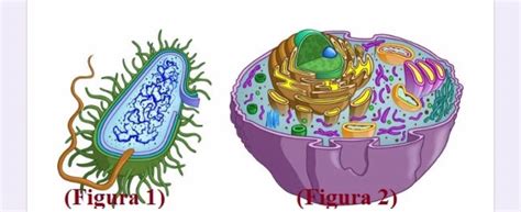 A Biologia Celular ou citologia é a parte da Biologia responsável por