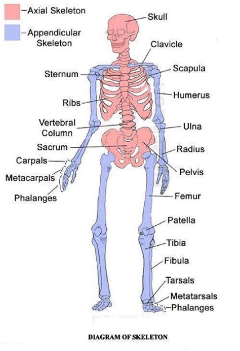 Skeletal System Diagram Axial And Appendicular Axial Skeleto